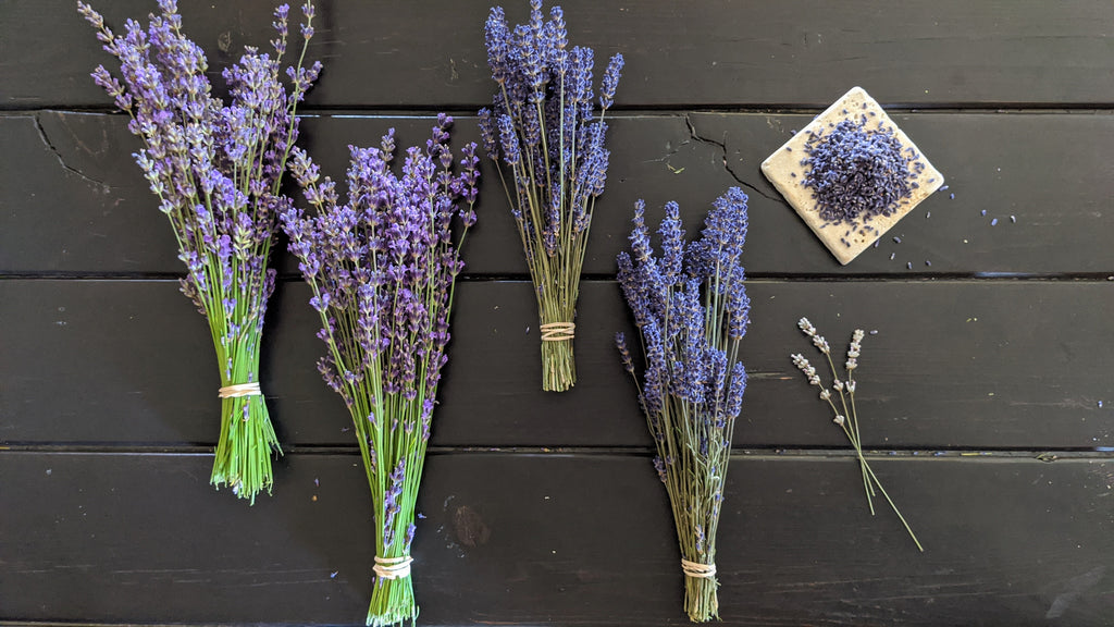 All About Lavender // identifying different varieties, harvesting bund ...