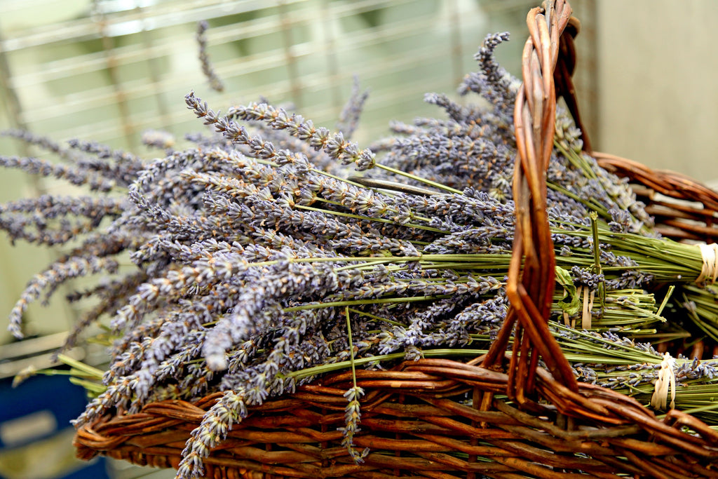 About Lavender – Okanagan Lavender & Herb Farm