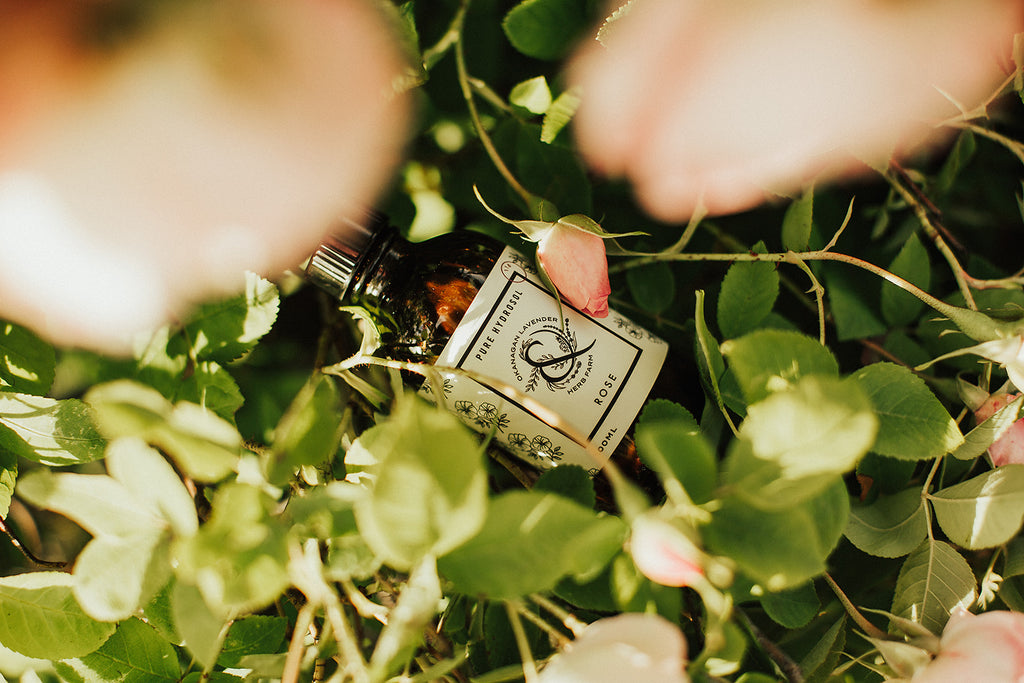 A Closer Look at Rosewater – Okanagan Lavender & Herb Farm