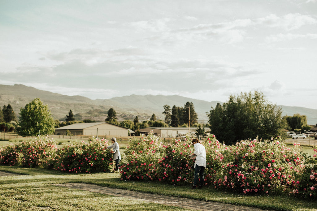 All About Roses – Okanagan Lavender & Herb Farm