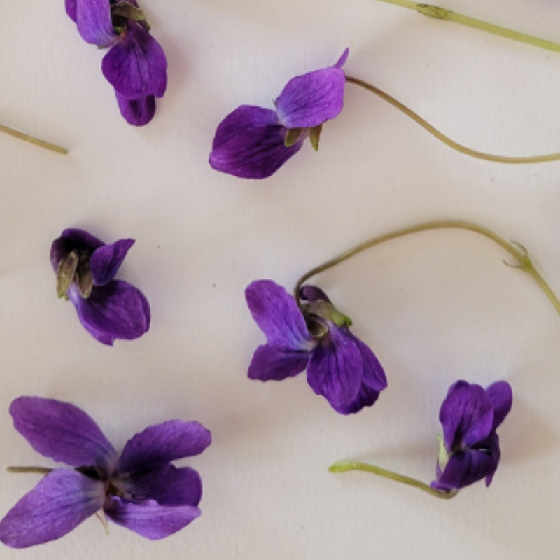 Sweet Violets; and the Story of Nana Vi – Okanagan Lavender & Herb Farm